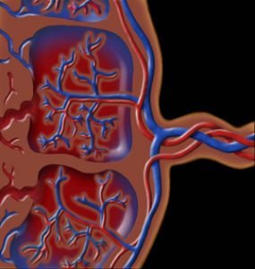 Physiological Basis for EFM – Electronic Fetal Monitoring